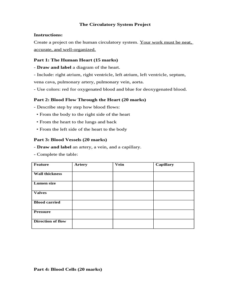 Human Circulatory System Project Guide | PDF | Circulatory System | Heart