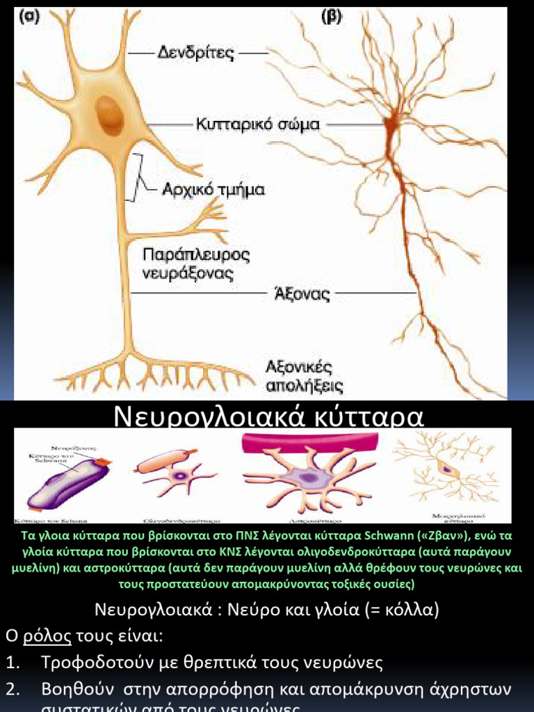 ΔΙΕΓΕΡΣΙΜΟΤΗΤΑ ΝΕΥΡΩΝΑ ΜΥΟΣ ΗΜΓ | PDF