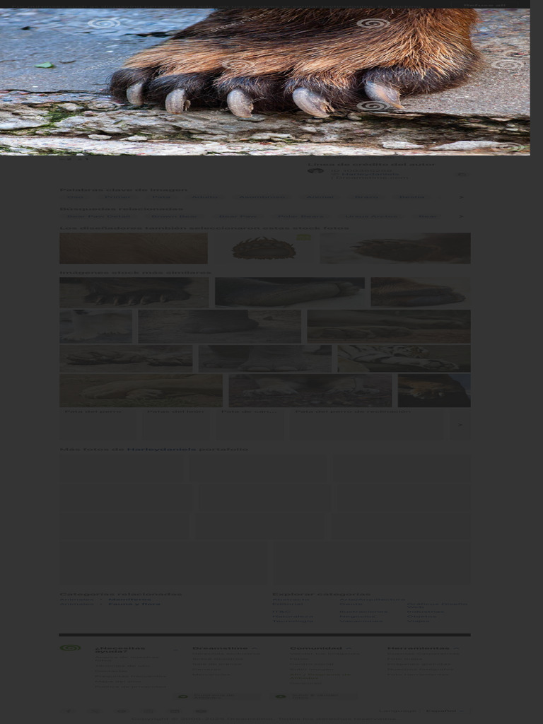 Primer de La Pata de Oso Foto de Archivo. Imagen de Europeo - 100355258 ...