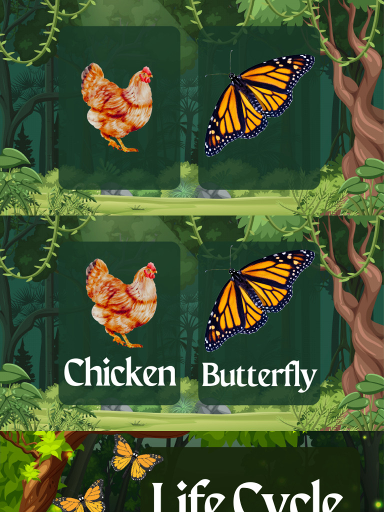 Chicken and Butterfly Life Cycles | PDF