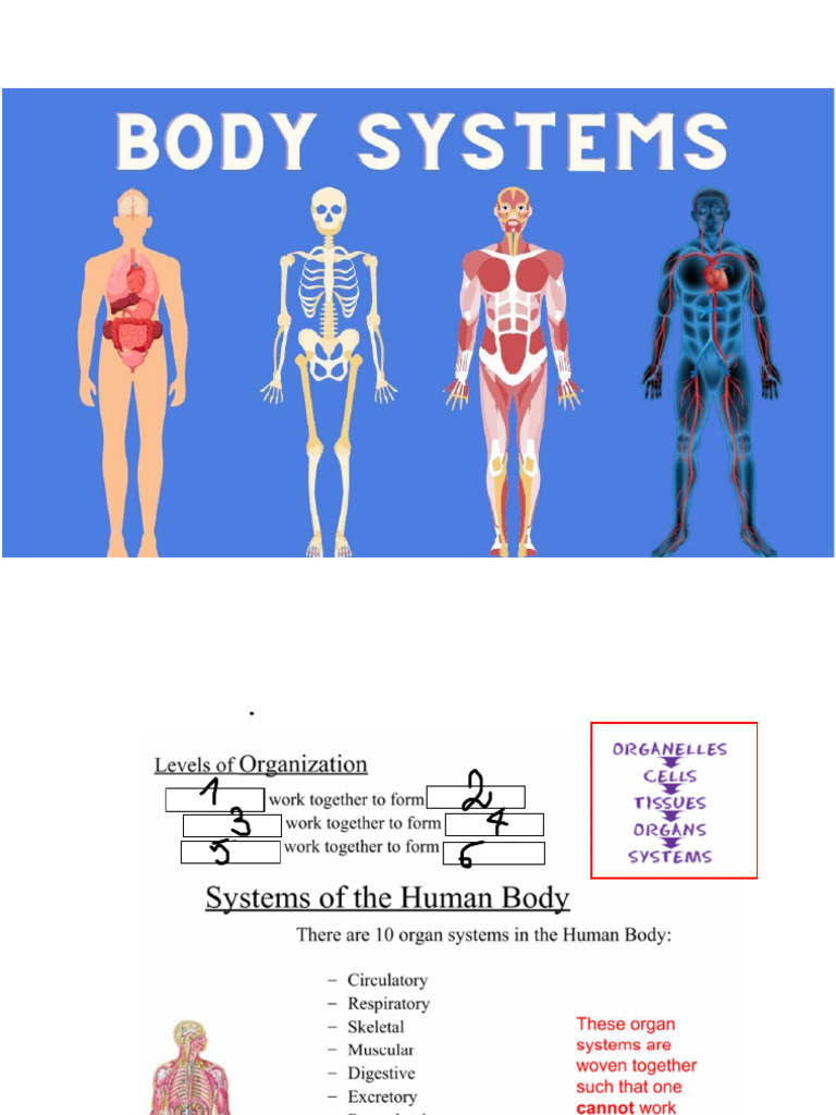 Body System Terminology - Group Work | PDF