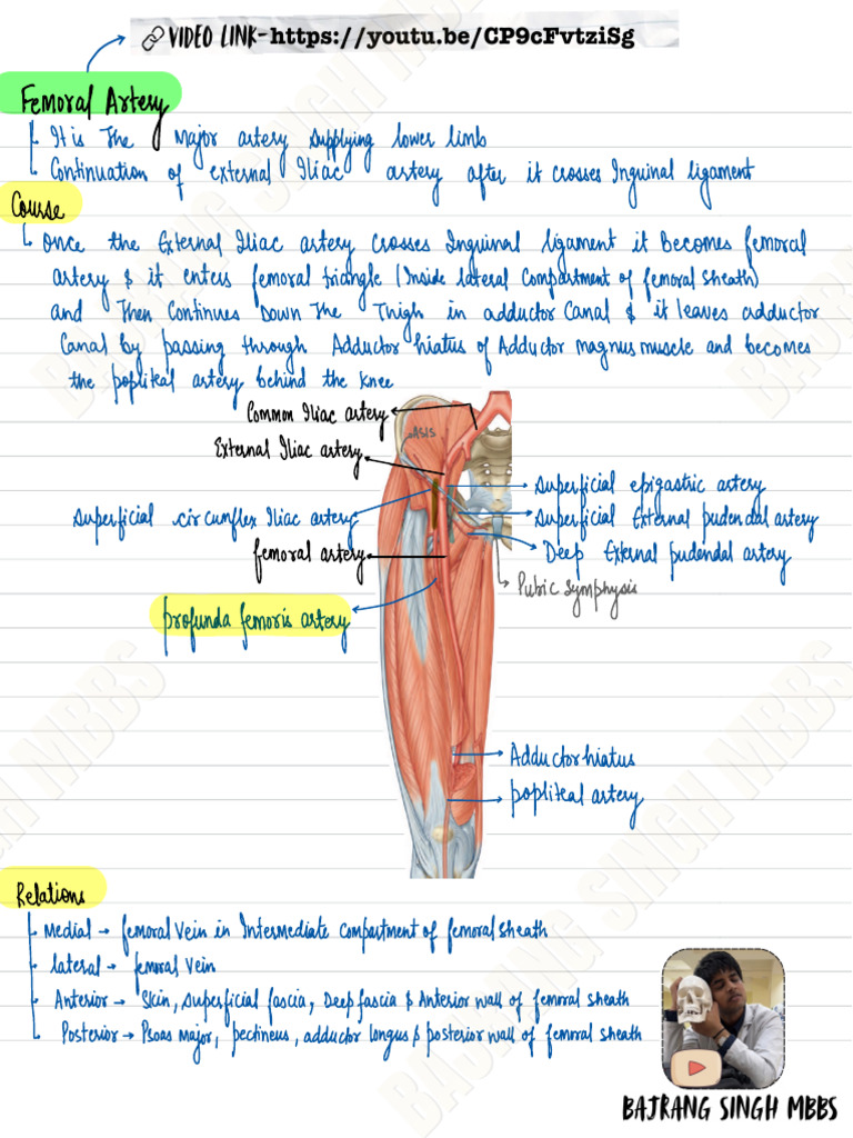 Femoral Artery | PDF | Human Anatomy | Musculoskeletal System