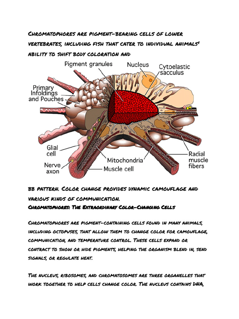 Chromatophores - Malak Kholaif & Affaf Mohd Faizal | PDF