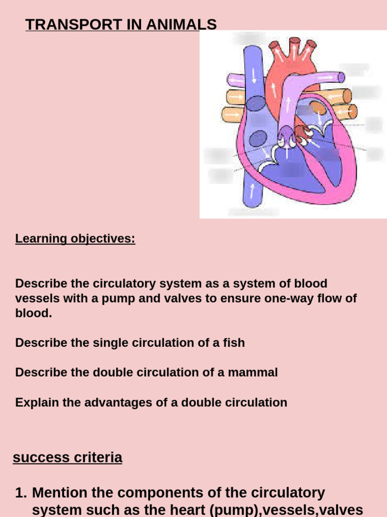 Transportation in Animal IGCSE | PDF | Heart | Heart Valve