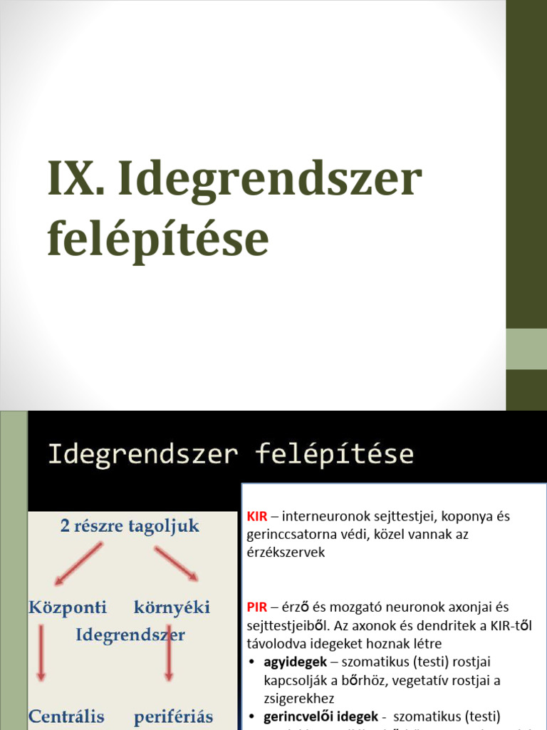IX Idegrendszer Felepitese | PDF