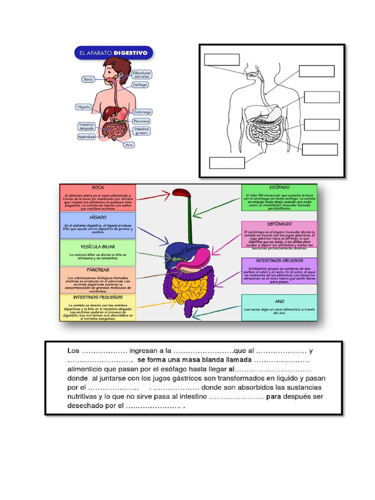Cartilla Naturales Sistema Digestivo | PDF