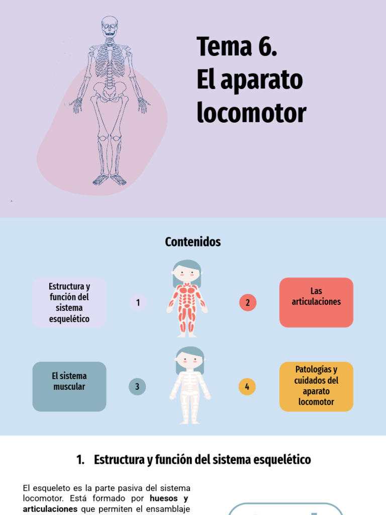 Estructura y cuidado del aparato locomotor | PDF | Hueso | Articulación