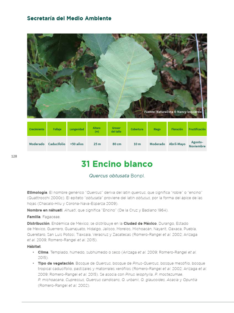 Encino Blanco | PDF | Roble | Arboles