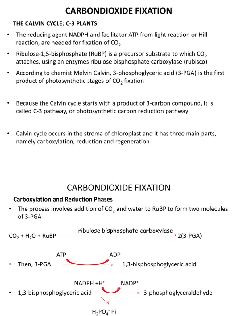 3 Carbohydrate Synthesis Part Two - To CR | PDF