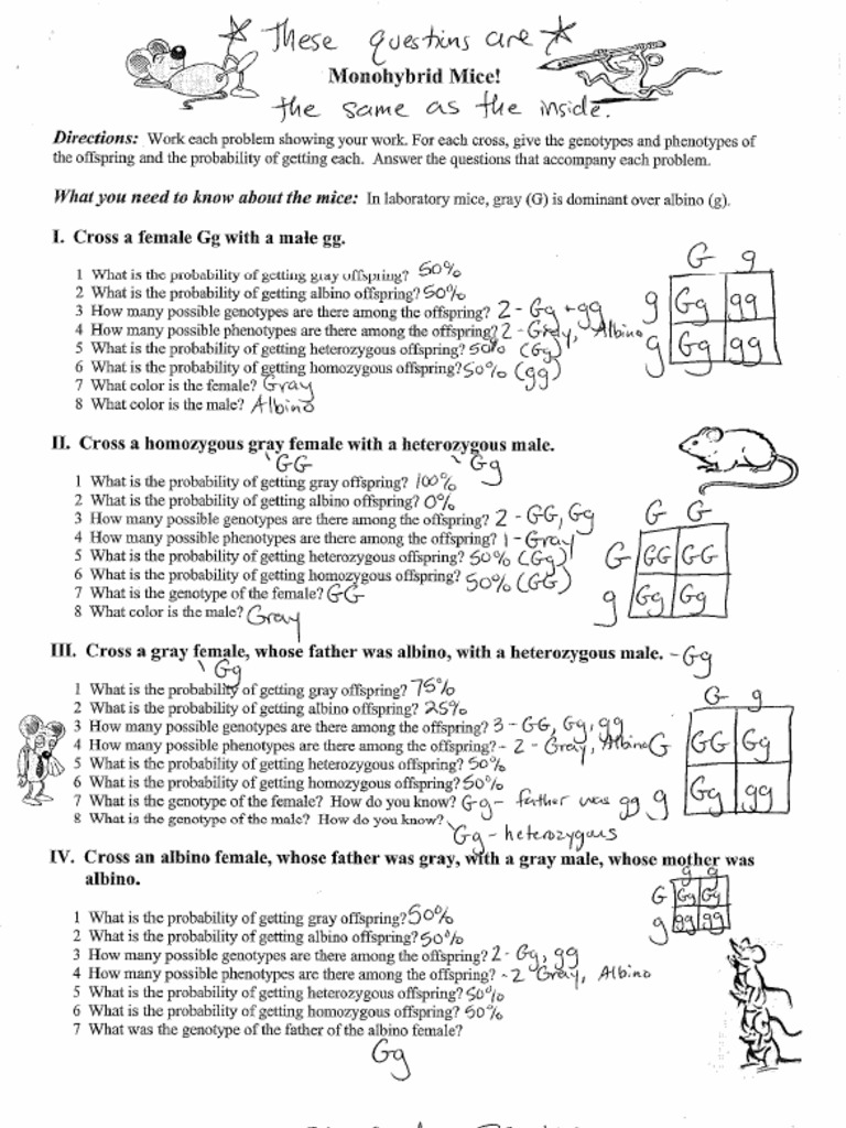 Monohybrid Mice Answers | PDF