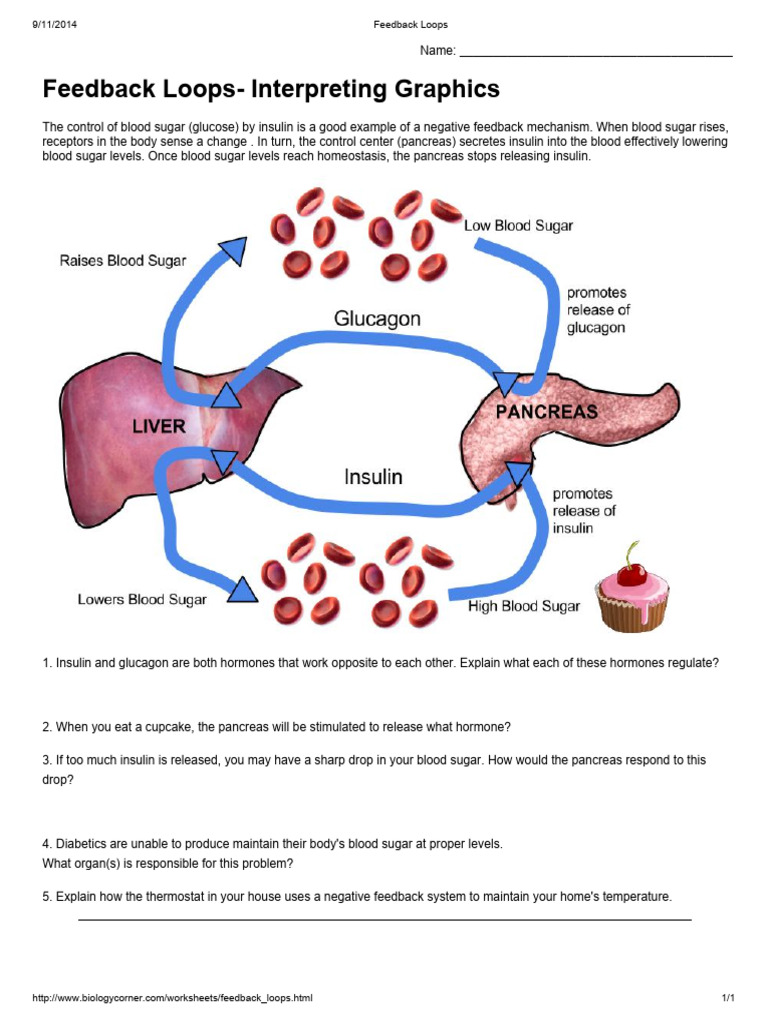 Homeostasis Feedback WS 3 | PDF
