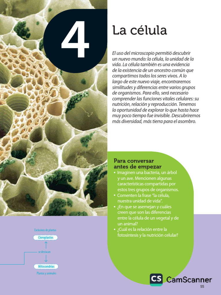 Célula 1 | PDF | Biología Celular) | Citoplasma