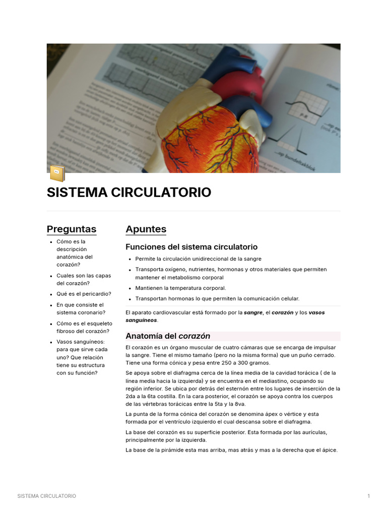 Sistema Circulatorio | PDF | Corazón | Sistema circulatorio