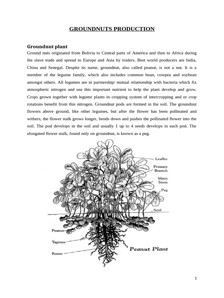 Groundnut Production Neew | PDF | Tillage | Peanuts