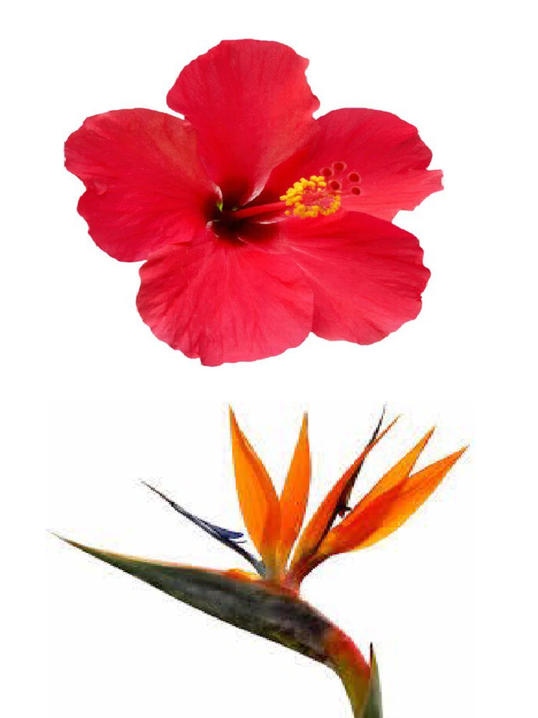 Flores | PDF
