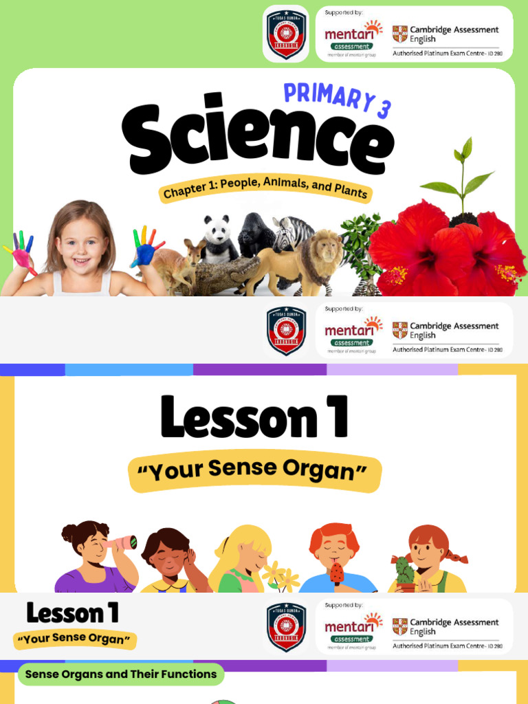 p3 Science Chap 1 Revised - Mid Assess Term 1 | PDF | Eye | Skin