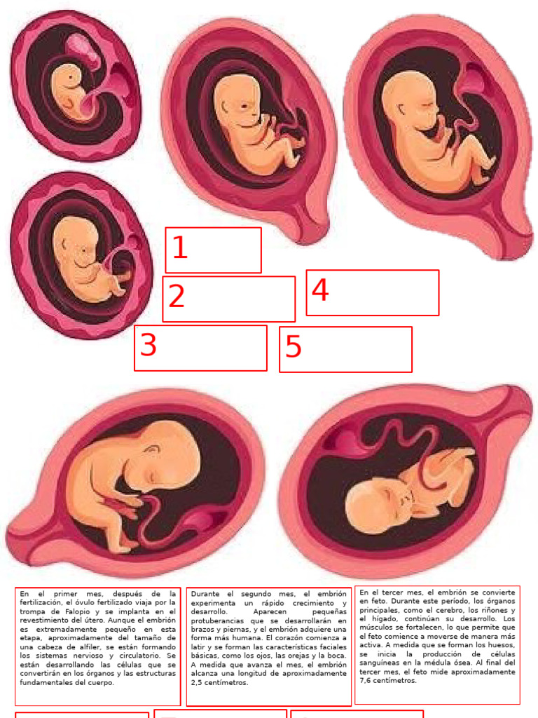 Desarrollo fetal mes a mes y parto | PDF | Feto | Parto