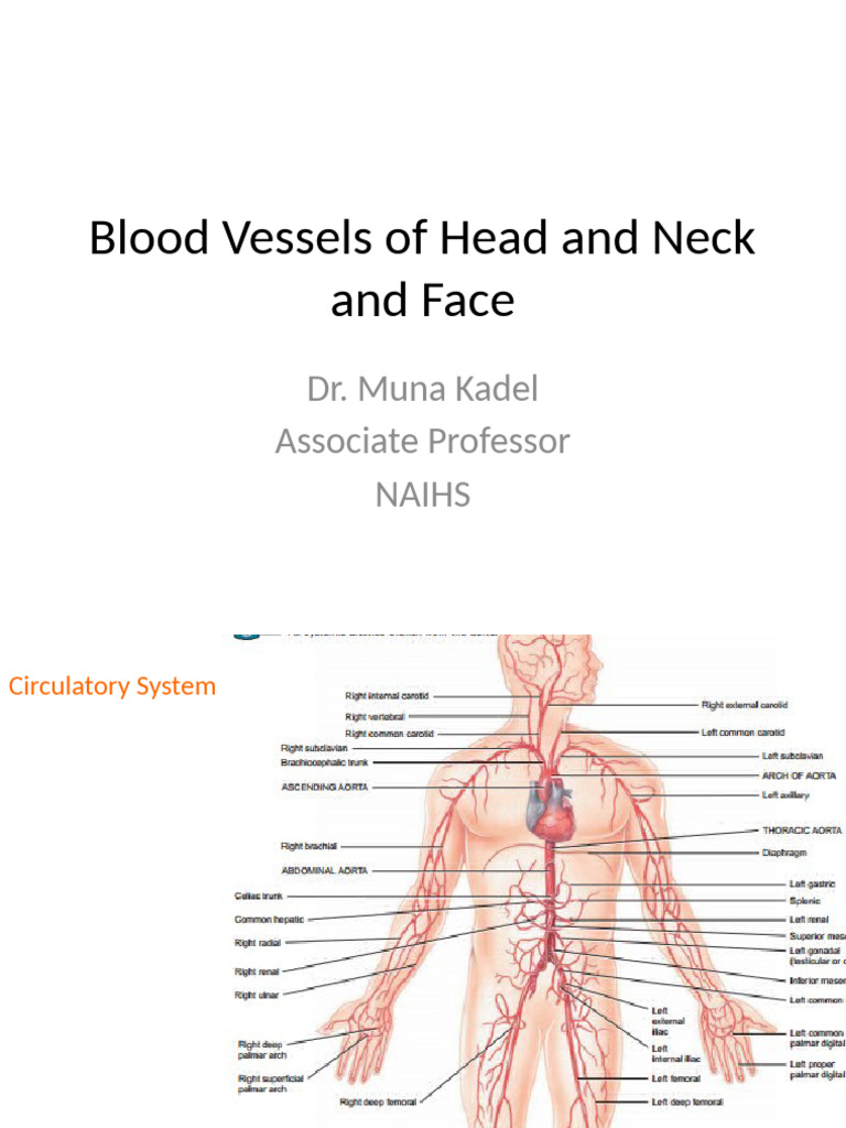 Blood Vessels of Head and Neck Anatomy | PDF | Common Carotid Artery | Neck