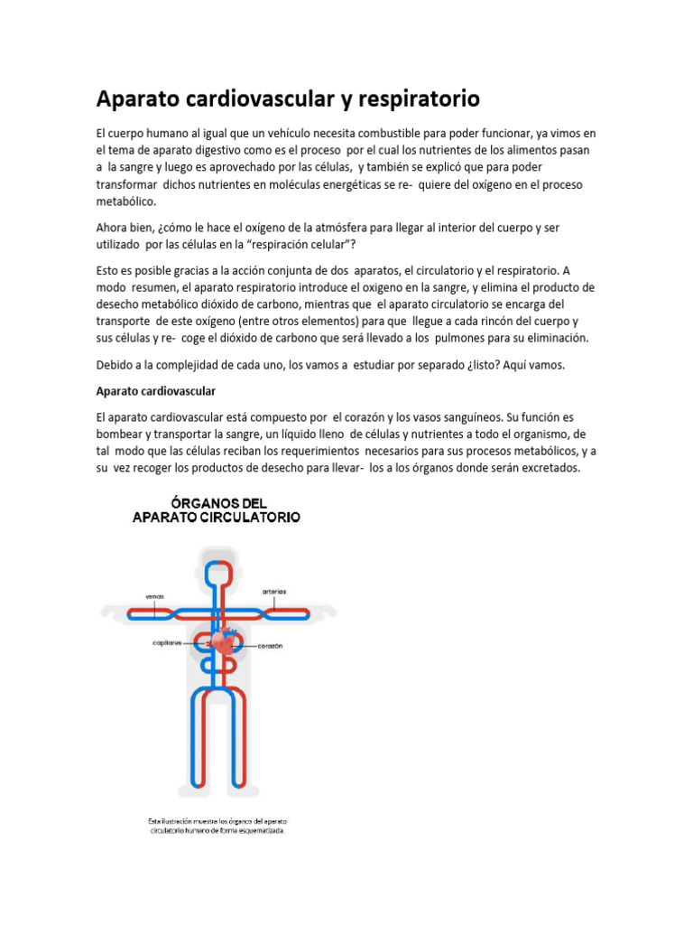 Funcionamiento del Aparato Cardiovascular y Respiratorio | PDF ...