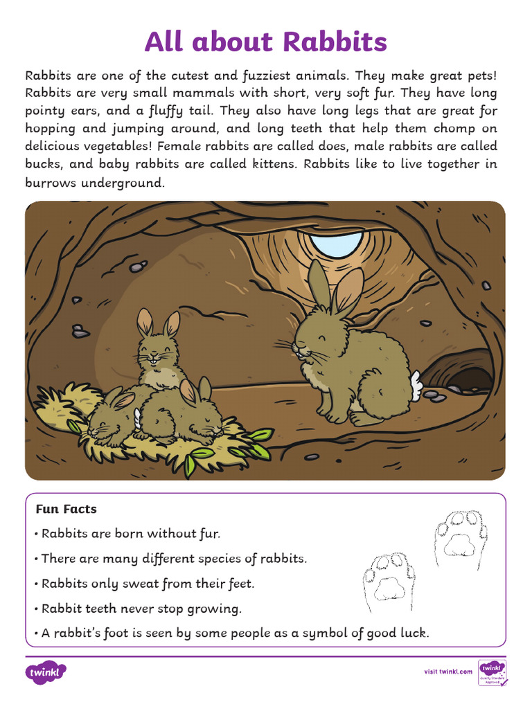 Fun Facts About Rabbits as Pets | PDF