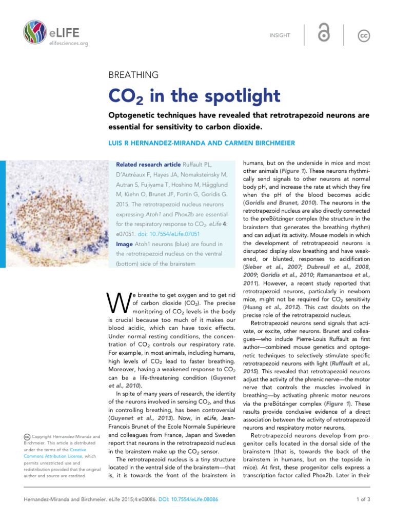 Breathing - CO2 in The Spotlight | PDF | Breathing | Biology