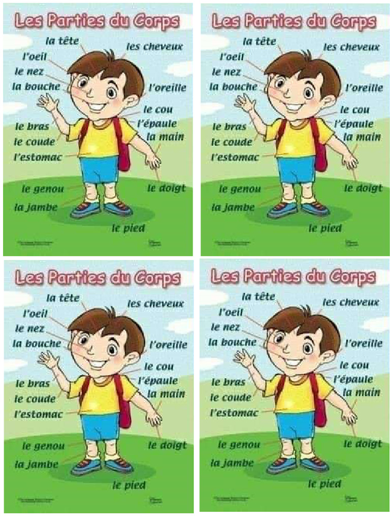 Les Parties Du Corps | PDF