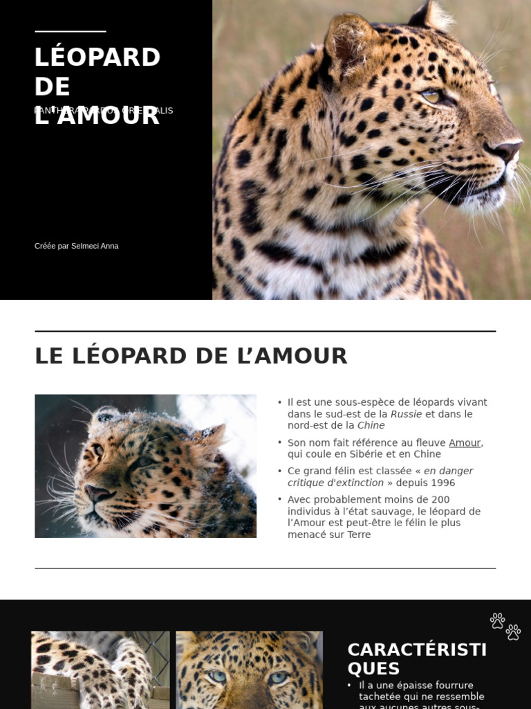 Léopard de L'amour | PDF | Léopard | Félins