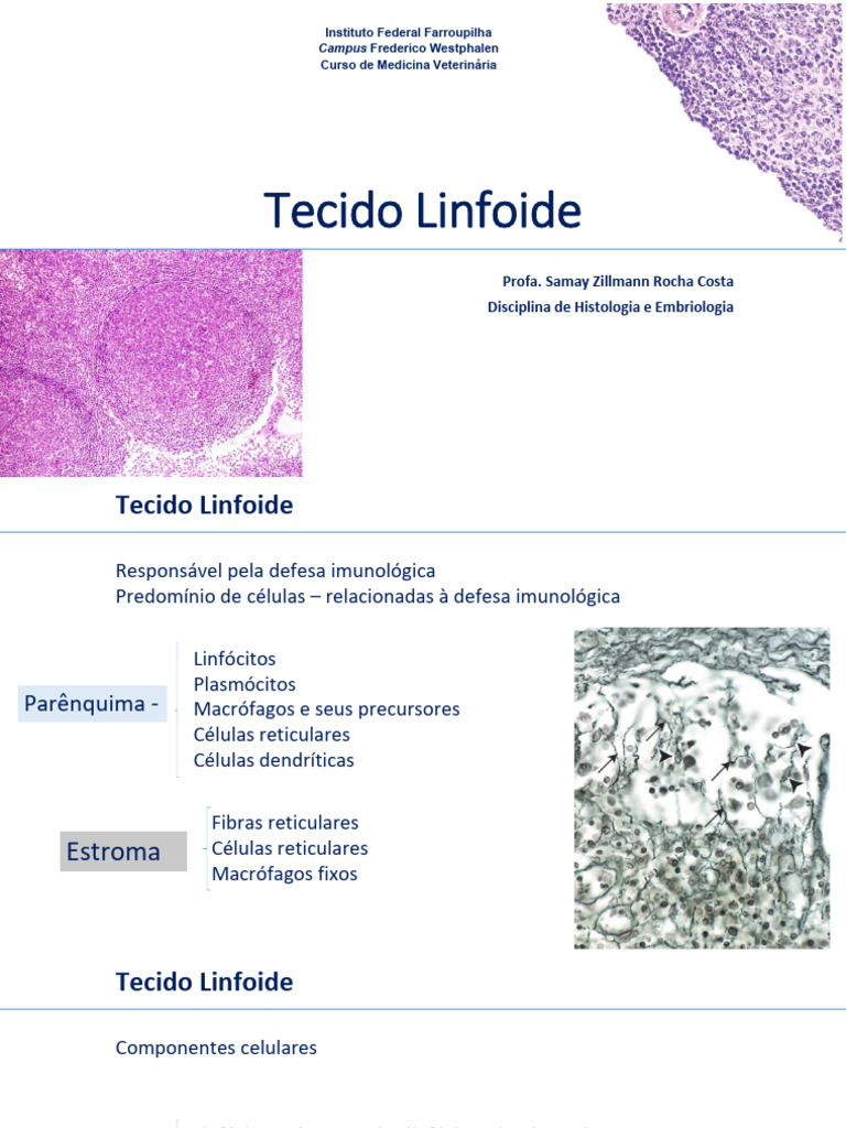 Estrutura e Função do Tecido Linfoide | PDF | Sistema linfático | Timo
