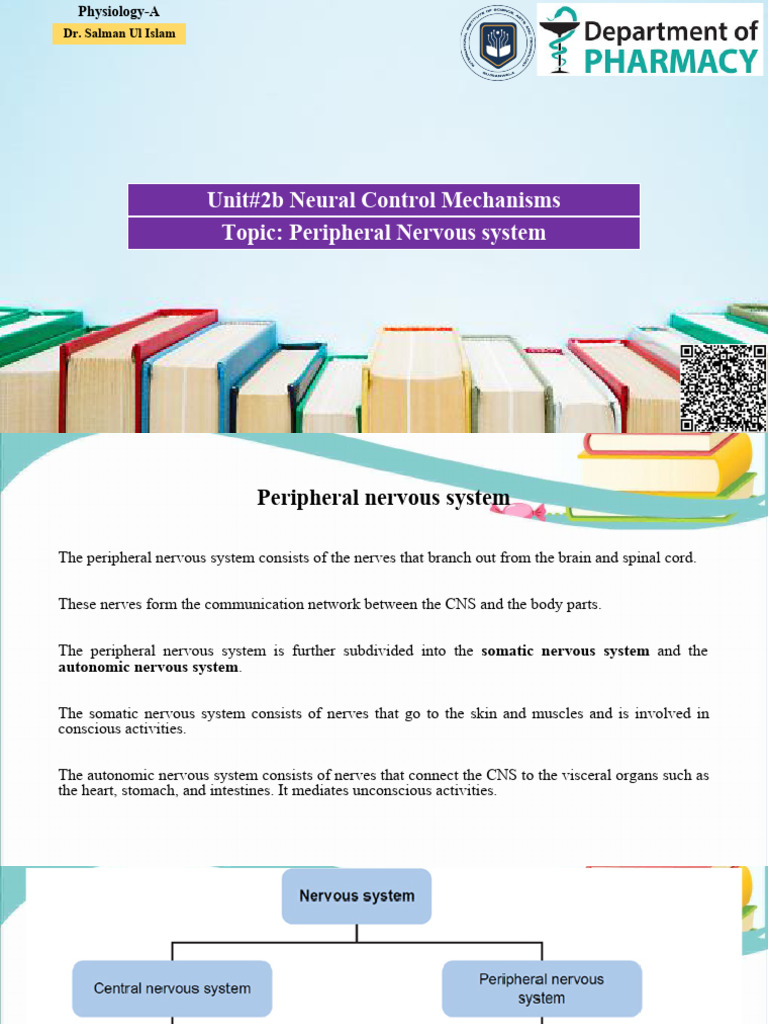 2b4. Peripheral Nervous System | PDF | Nervous System | Autonomic ...