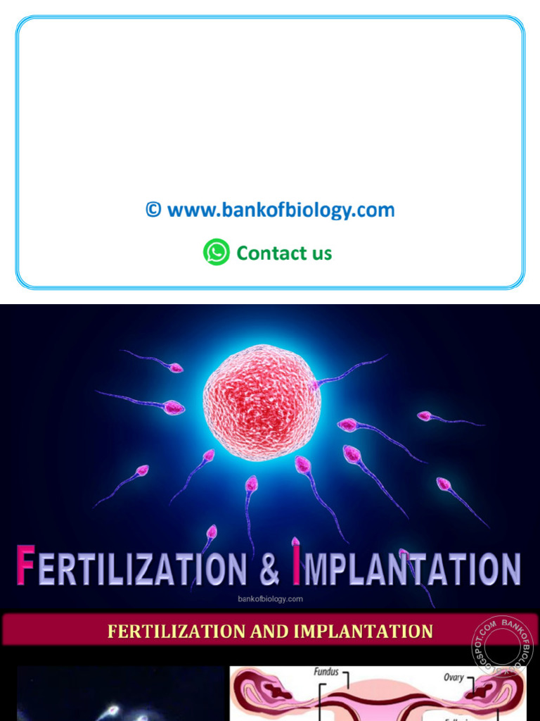 3 Human PPT Part 5 Fertilization Pregnancy | PDF