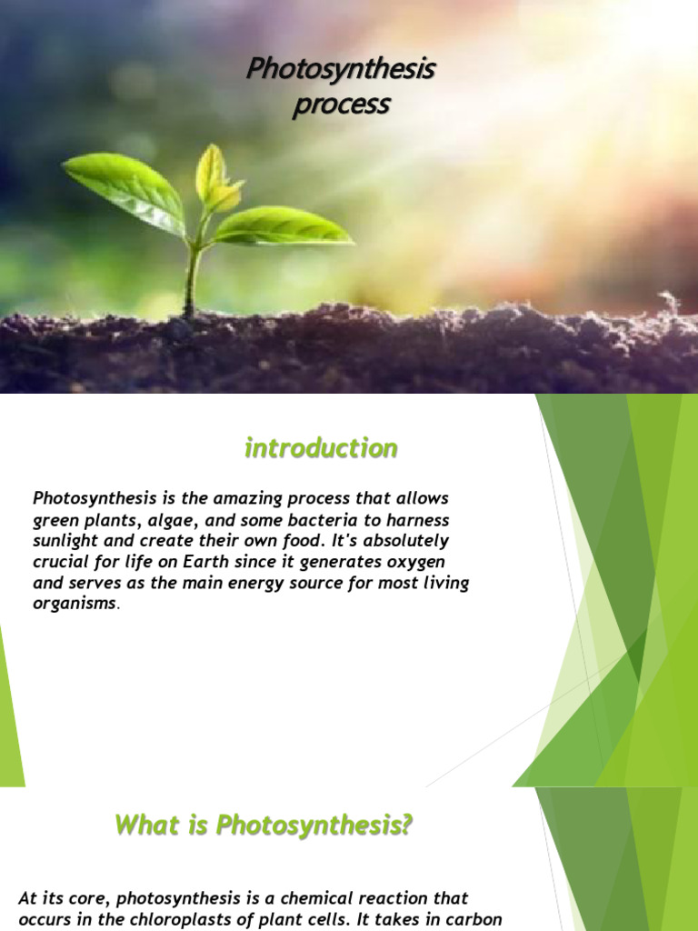 Understanding Photosynthesis Process | PDF