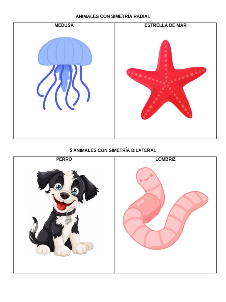 Animales con Simetría Radial y Bilateral | PDF