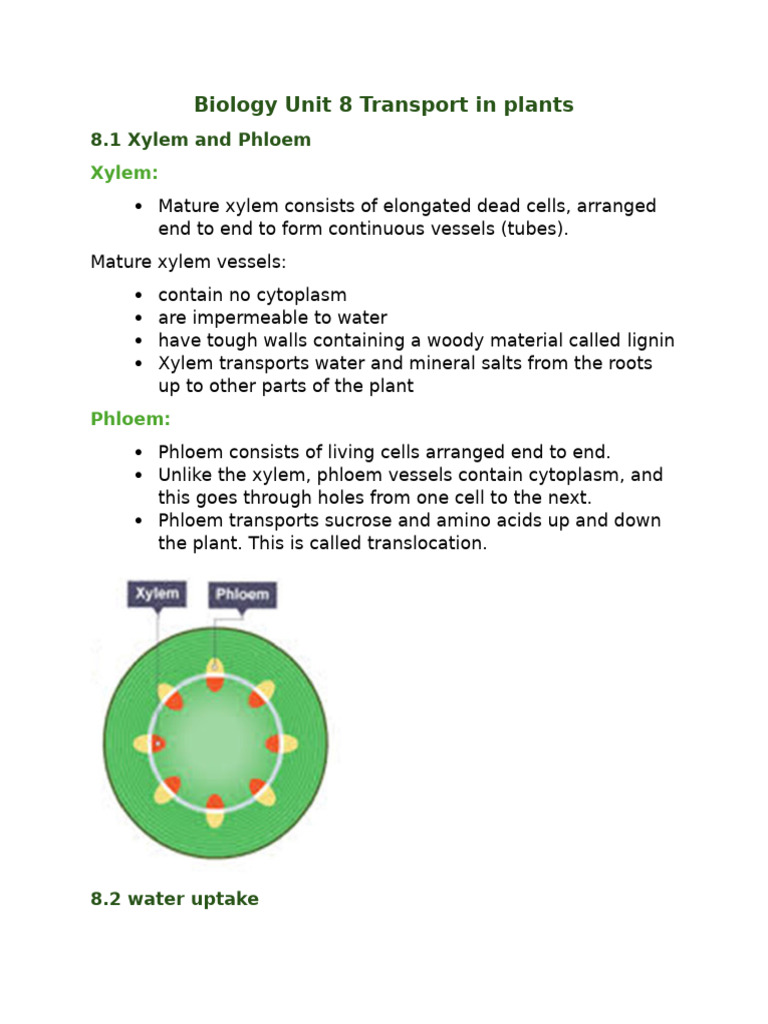 Biology Unit 8 Transport in Plants | PDF