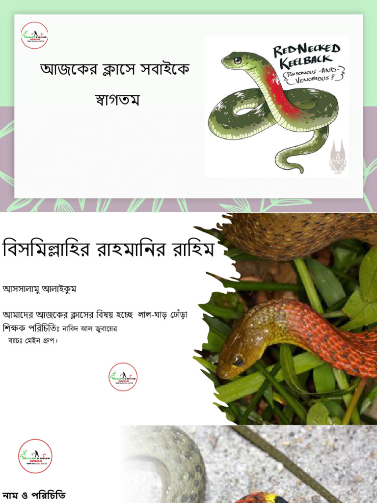 Hellers Red Necked Keelback | PDF
