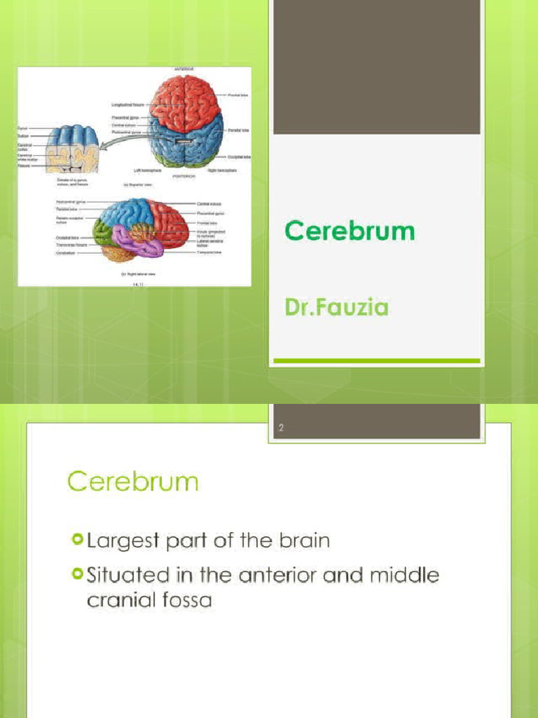 Cerebrum 1 | PDF