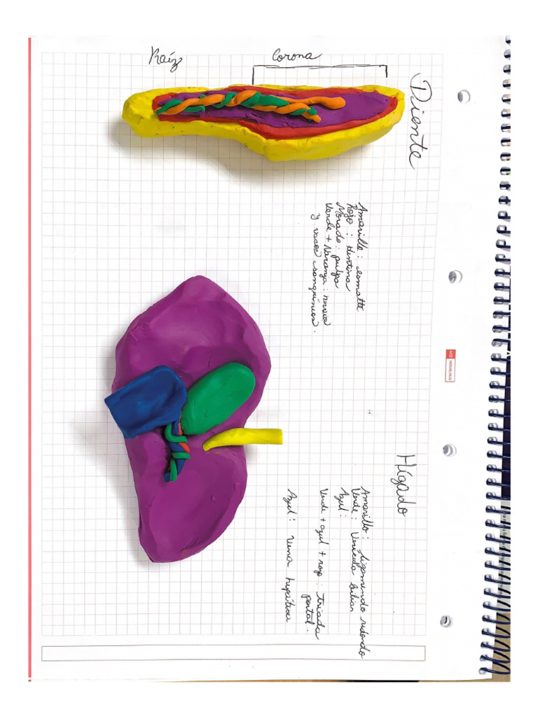 Estructura de Vísceras Del TGI. Kevin Bernal 8-1009-1929. | PDF