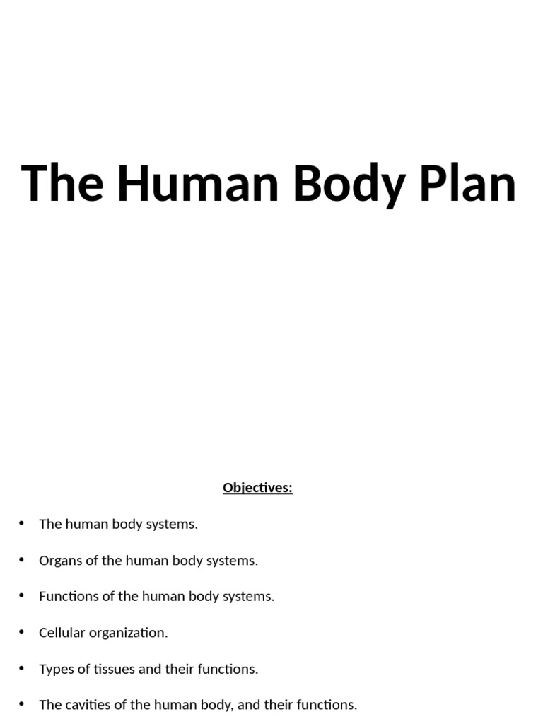 L1 The Human Body Plan | PDF