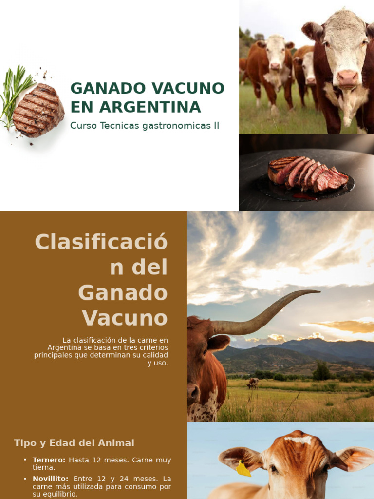 Clasificación y Cortes de Ganado Vacuno | PDF | filete | Carne