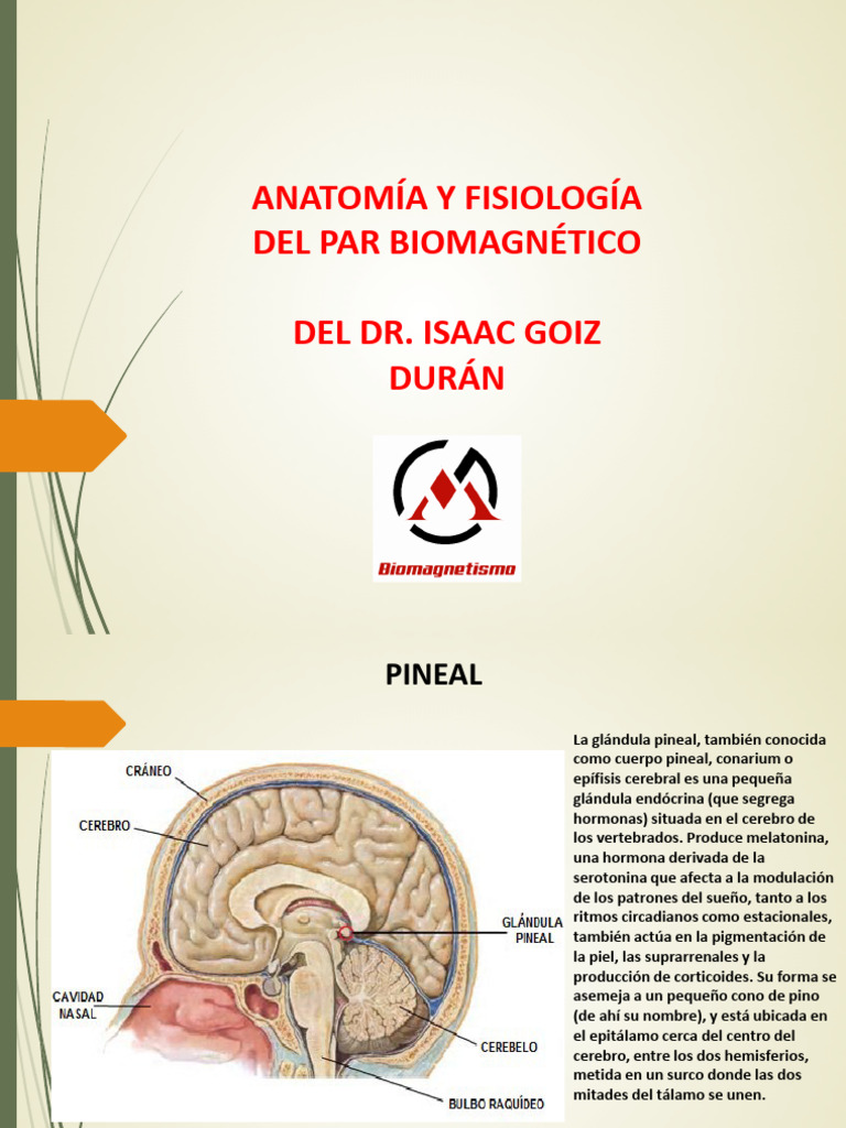 Anatomía del Par Biomagnético en Salud | PDF | Ojo | Corazón
