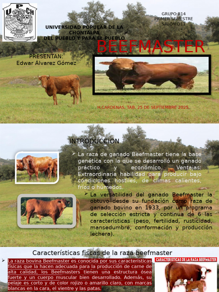 Raza Beefmaster | PDF | Vacas | Carne