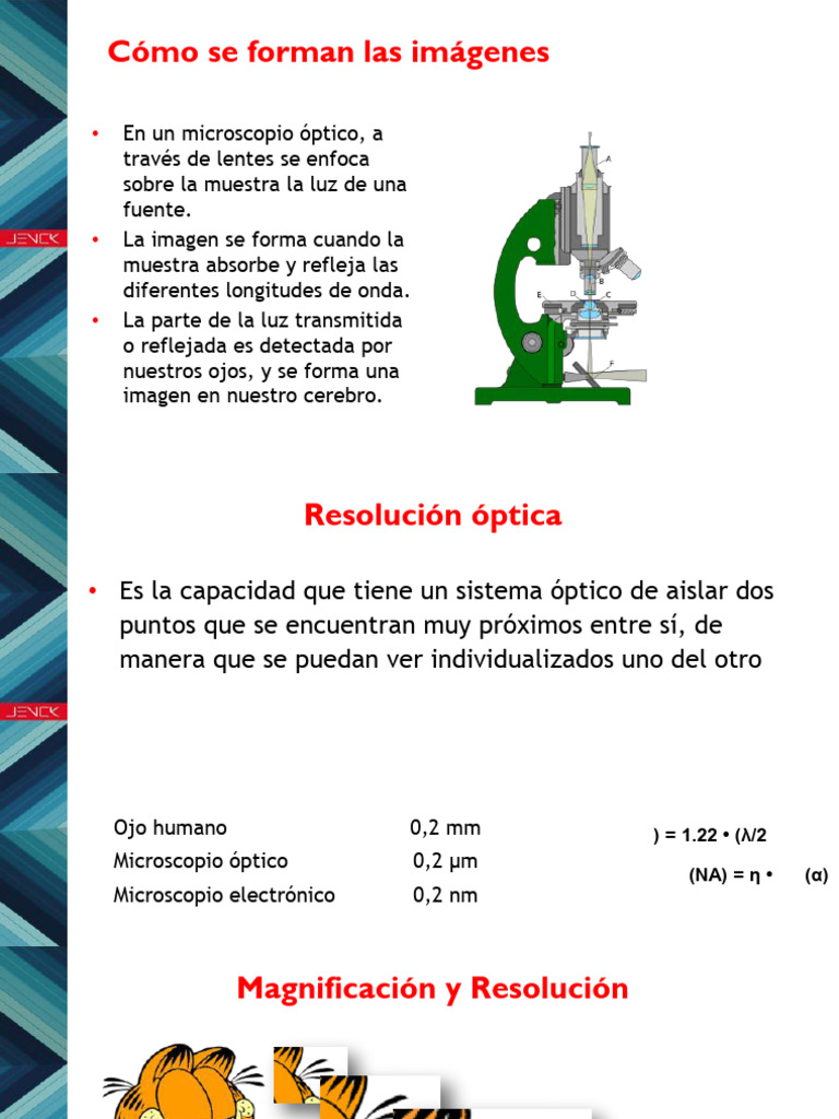 Microscopía SEM TEM | PDF | Microscópio electrónico escaneando | Microscopio de transmisión por ...