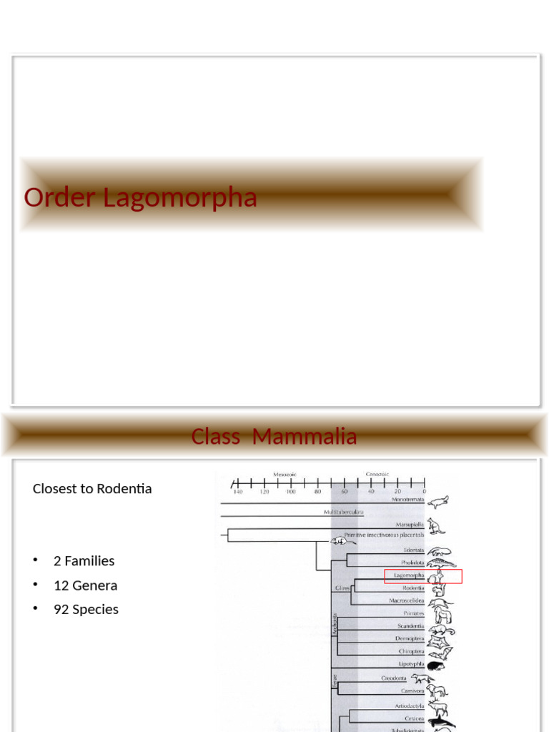 Overview of Lagomorpha and Eulipotyphla | PDF | Rabbit | Hare