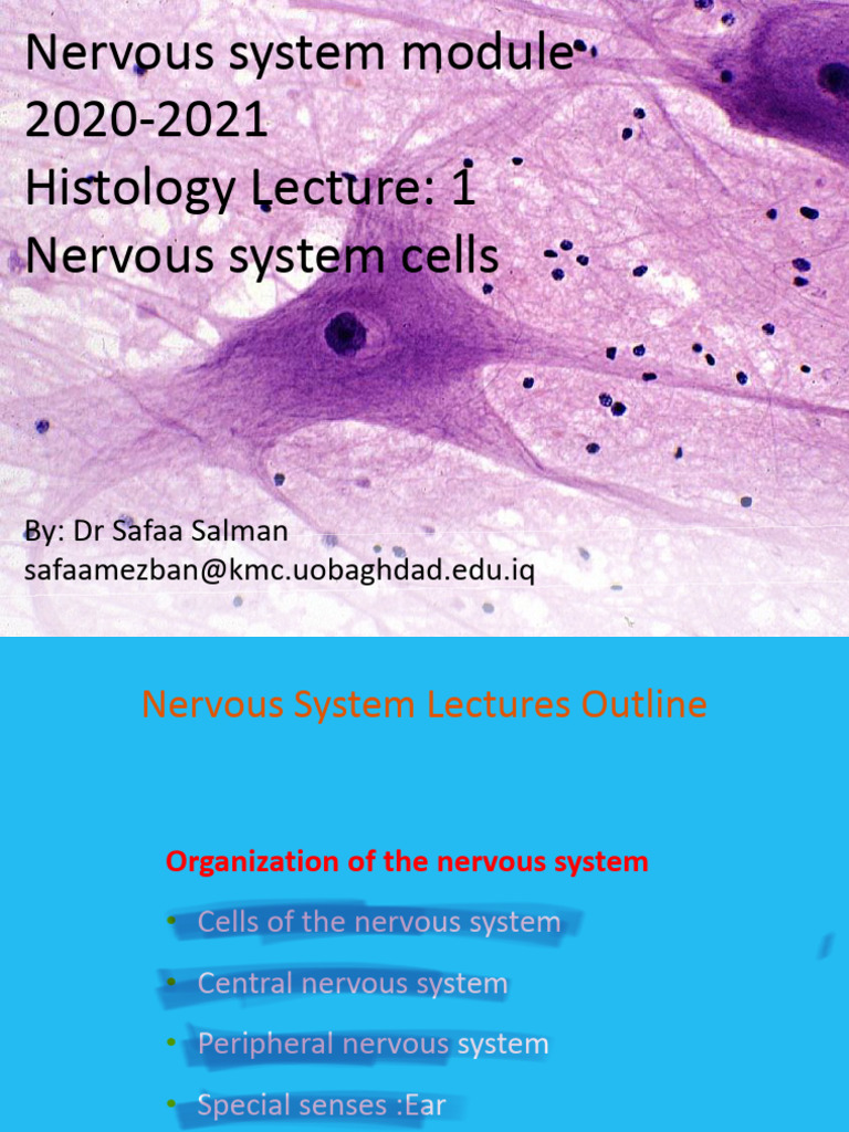 Histo. Lec.1 Nervous System Cells | PDF | Chemical Synapse | Synapse