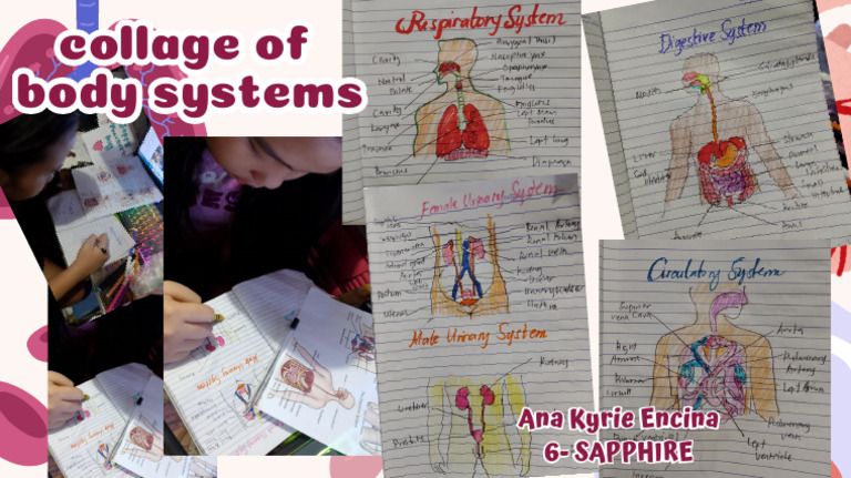 Pink Red Playful Biology Circulatory System Group Project Presentation ...