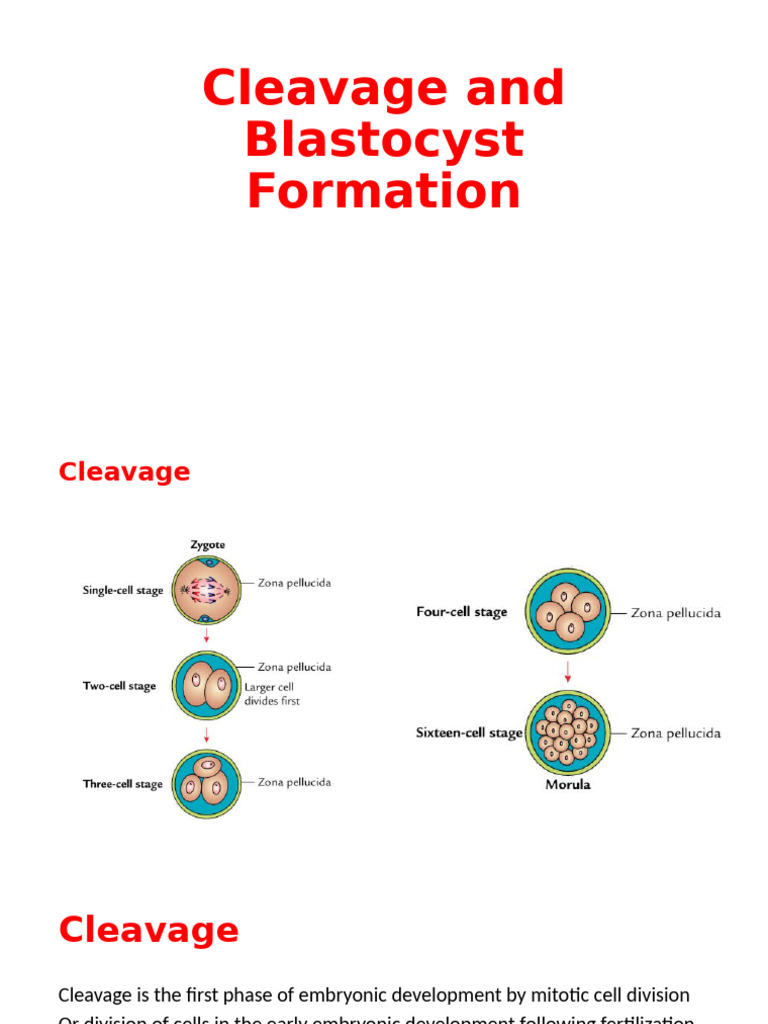 Cleavage and Blastocyst Formation | PDF | Embryo | Mitosis
