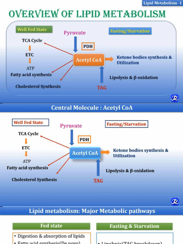 Lipid Metabolismsdafasdf | PDF