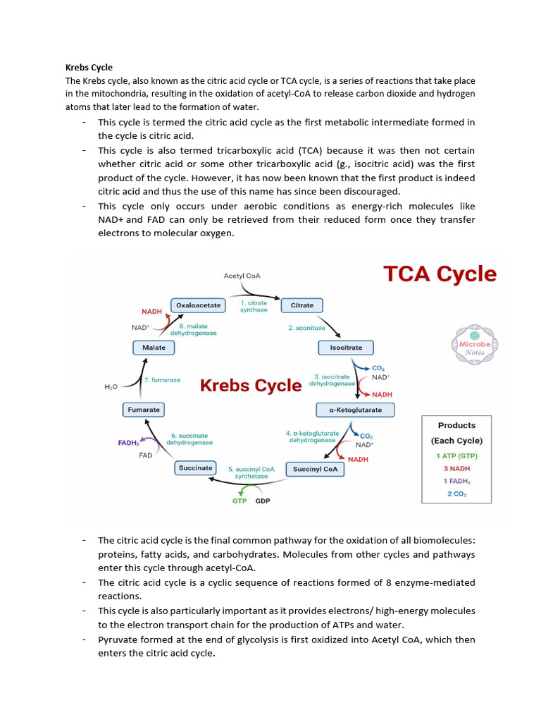 Krebs Cycle Overview and Equation | PDF