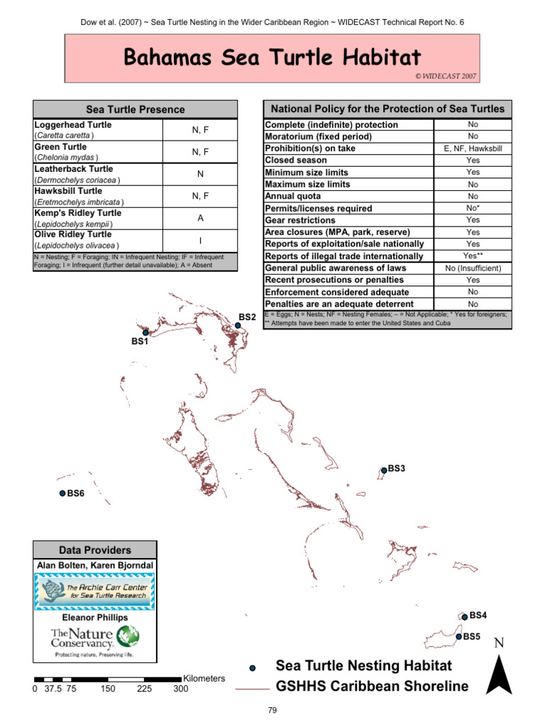 Turtle | PDF | Sea Turtle | Zoology