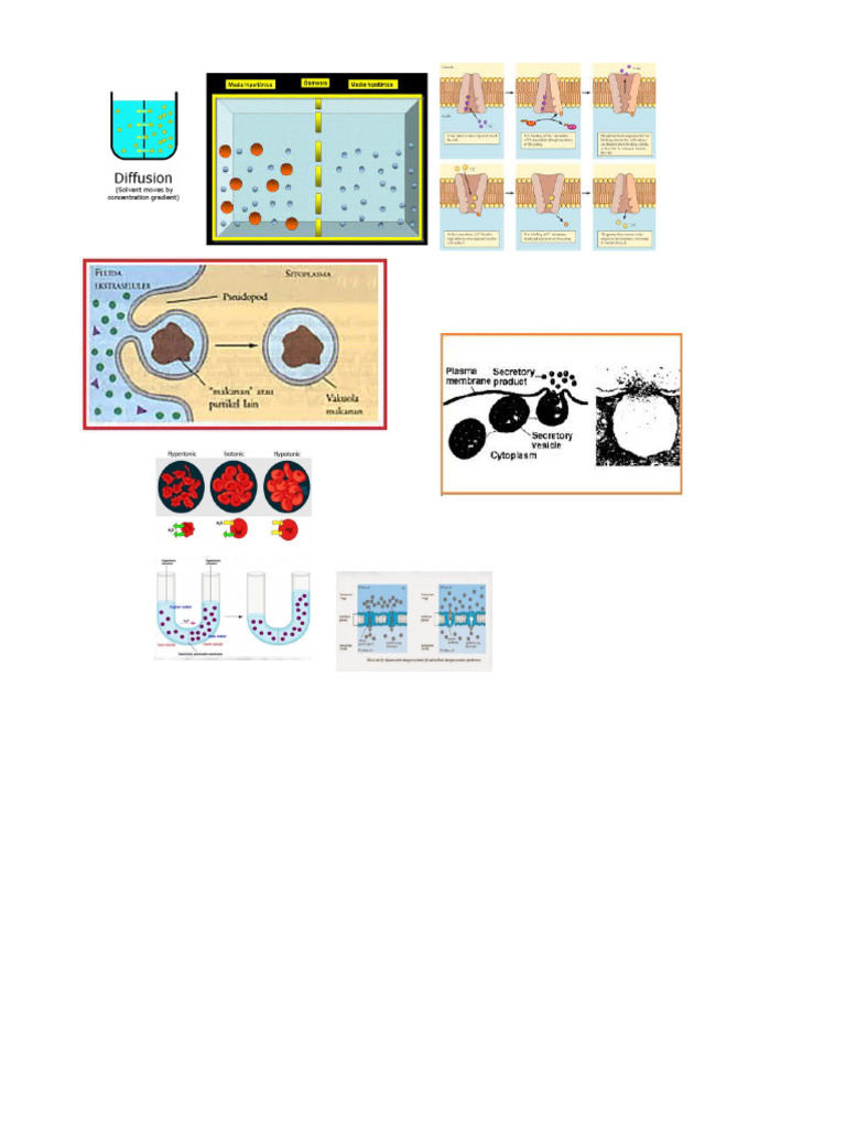 Biosel 2 | PDF