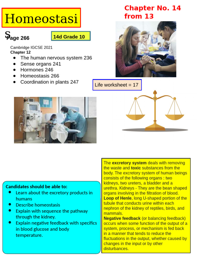 Homeostasis and Excretory System Overview | PDF | Pancreas | Insulin